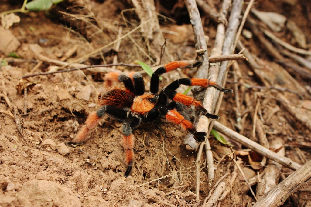 Mexican Redleg Tarantula in December 2013 by Eber Barraza · iNaturalist