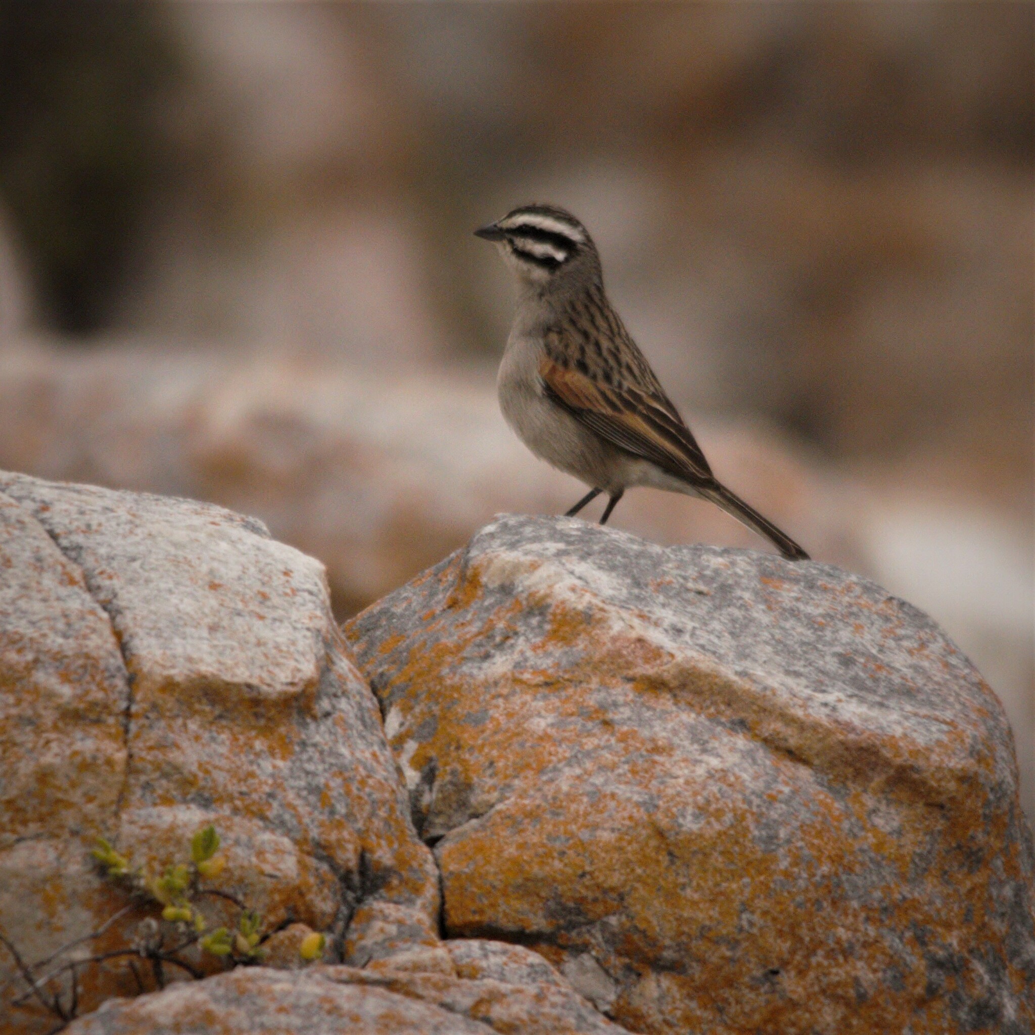Emberiza capensis Linnaeus, 1766