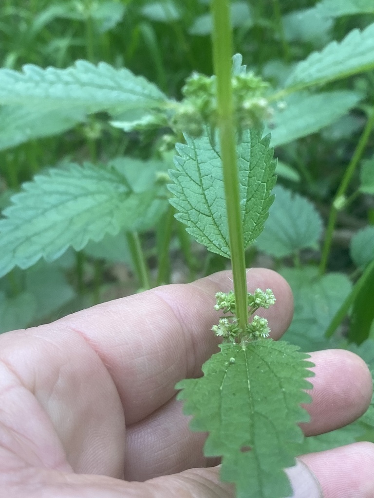 heartleaf nettle from River Legacy Park, Arlington, TX, US on April 01 ...