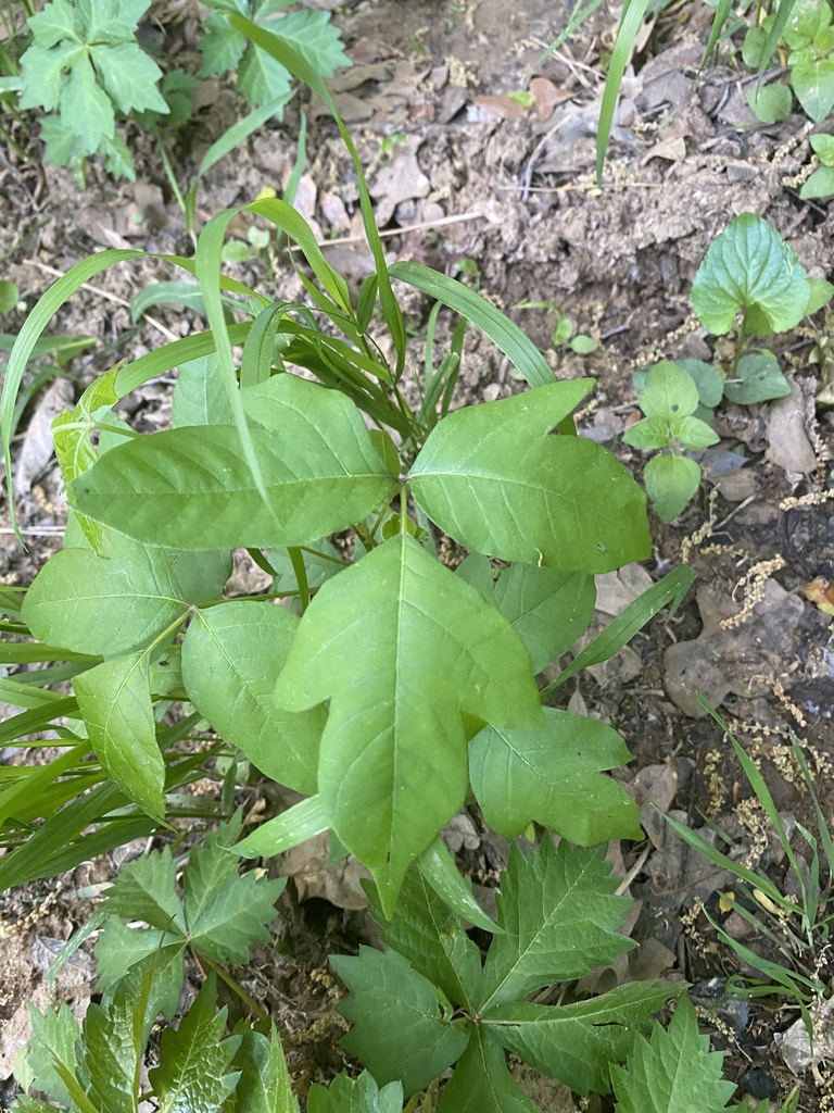 eastern poison ivy from River Legacy Park, Arlington, TX, US on April ...