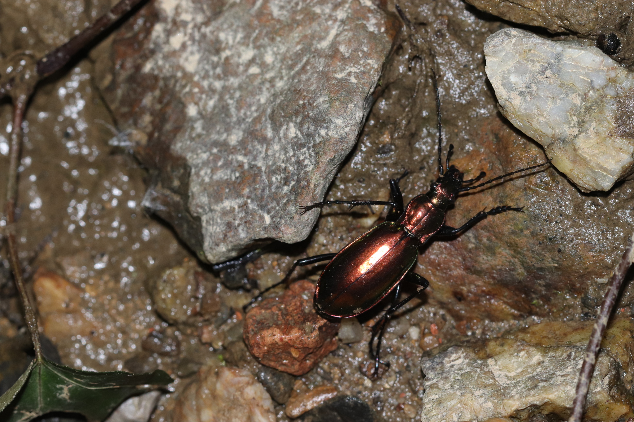 Carabus splendens Olivier, 1790