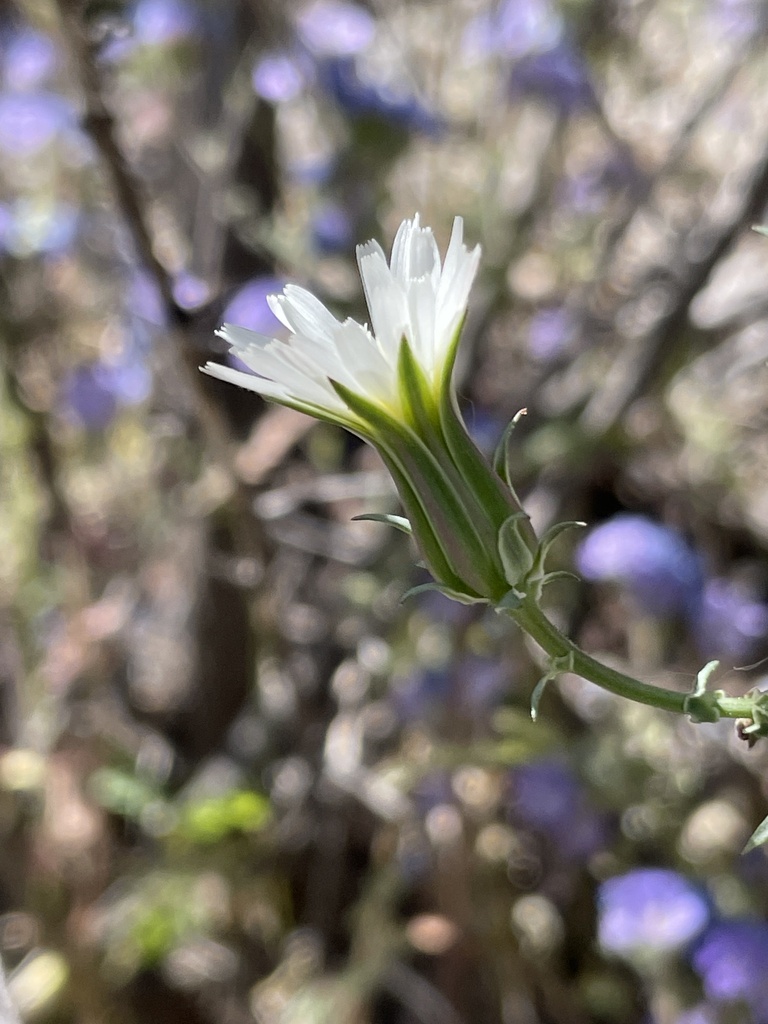 California chicory from Catalina Foothills, AZ, USA on April 01, 2023 ...