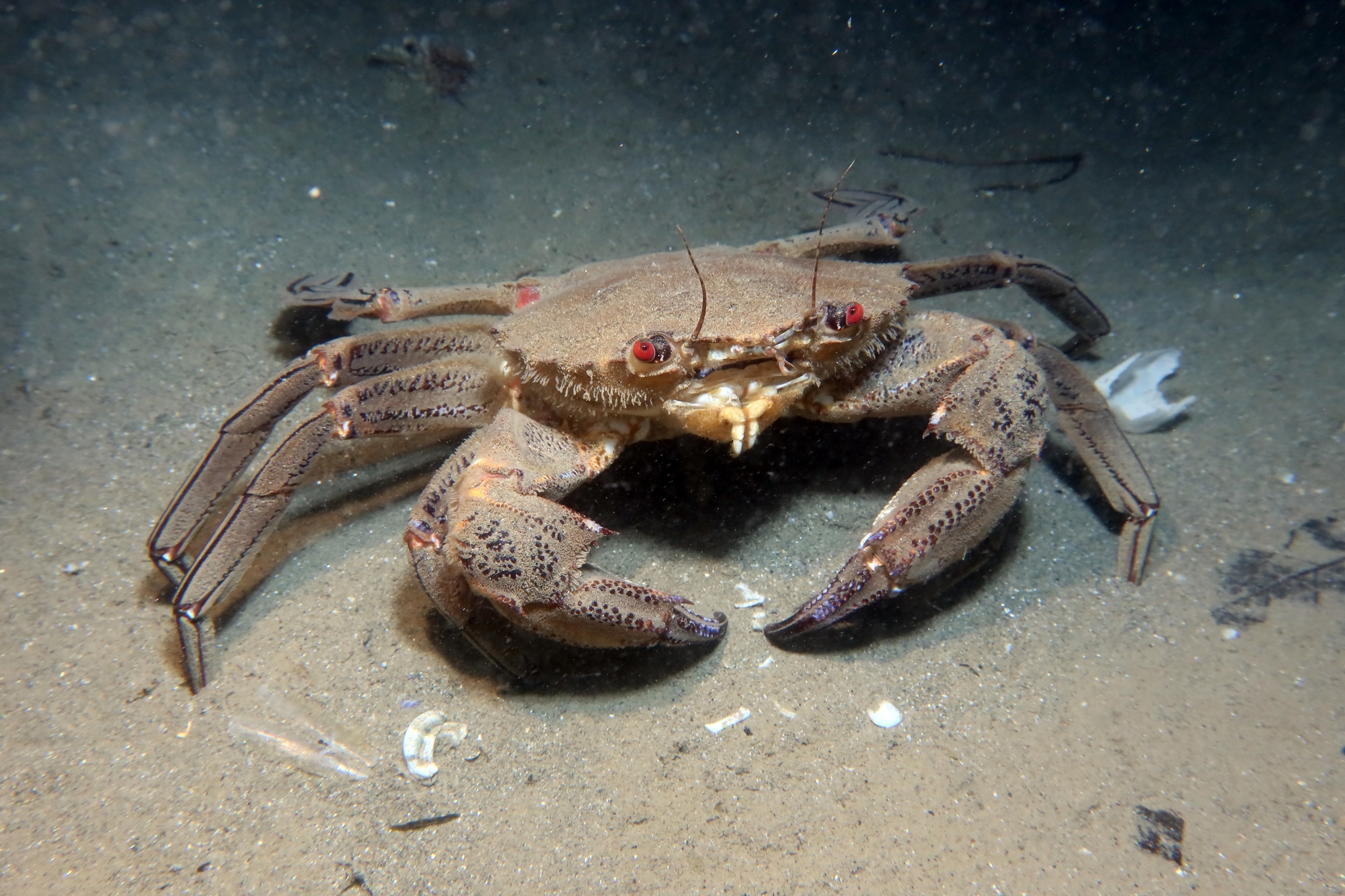 Necora puber (Linnaeus, 1767)