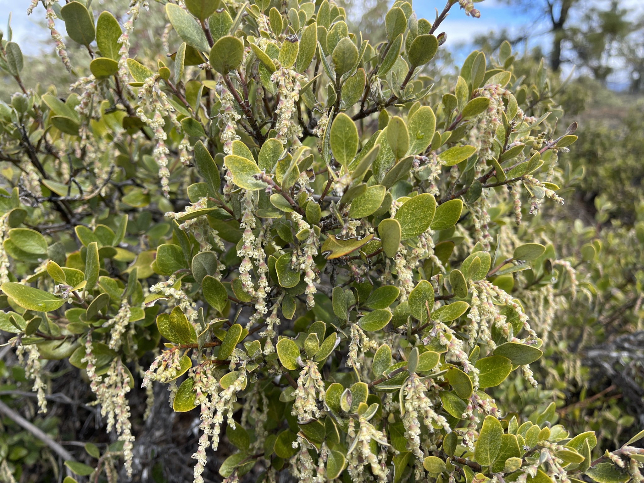 Garrya buxifolia A.Gray
