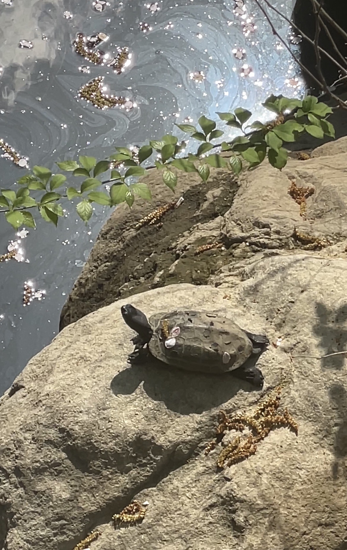 Mauremys reevesii (Gray, 1831)