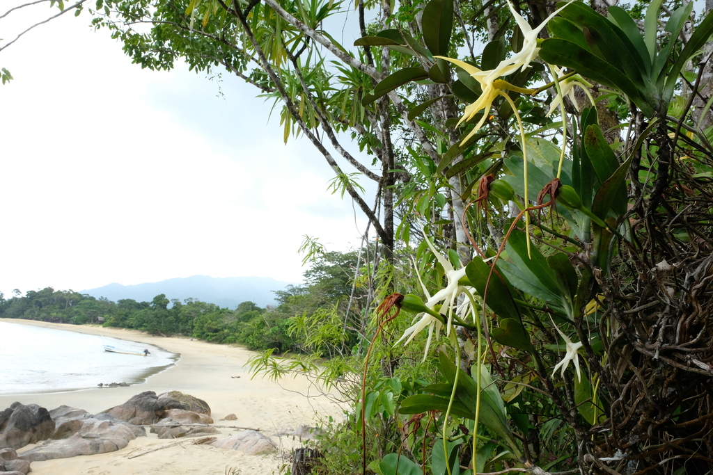 Darwin's orchid from Masoala Forest Lodge; beach, Madagascar on ...