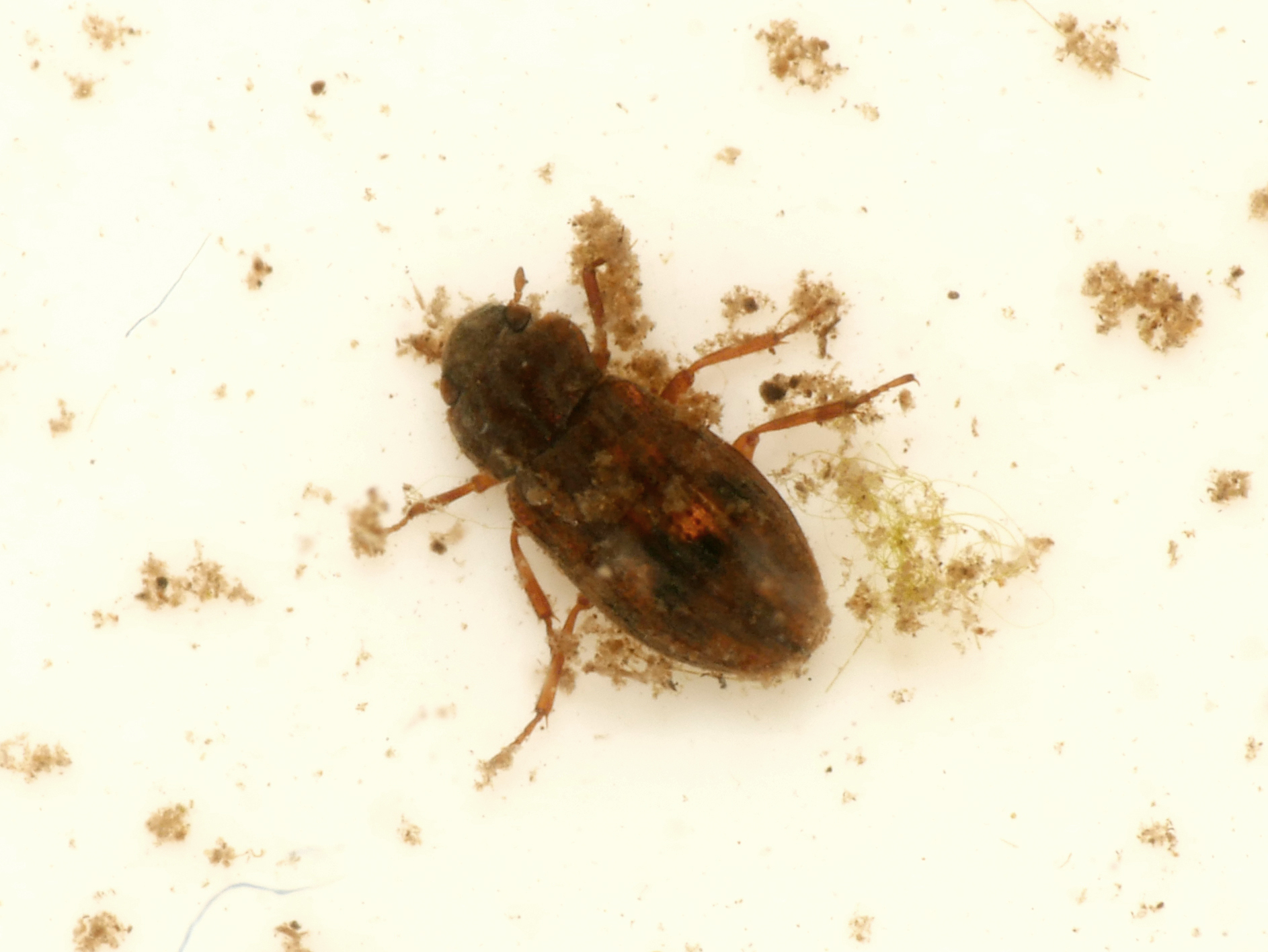 Helophoridae