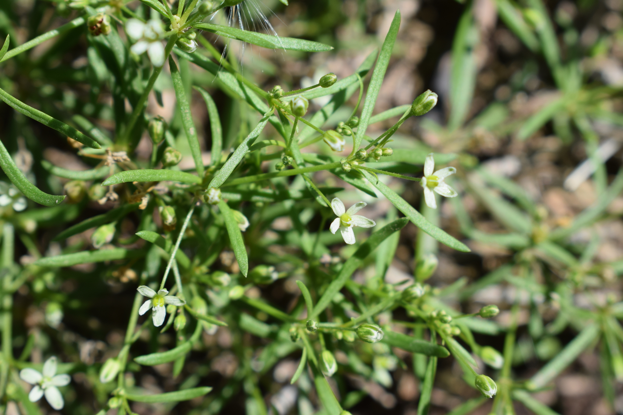 Mollugo verticillata L.