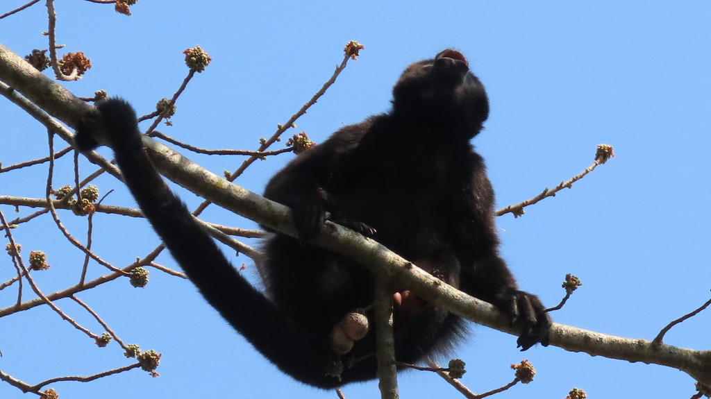 Mexican Howler Monkey in April 2023 by Francisco Jose Gomez Marin ...