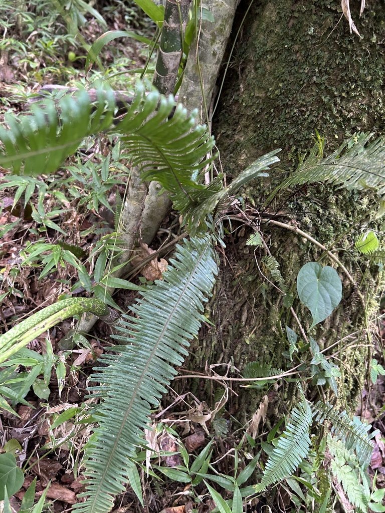 Pecluma from Puerto Rico, Patillas, Puerto Rico, US on March 15, 2023 ...