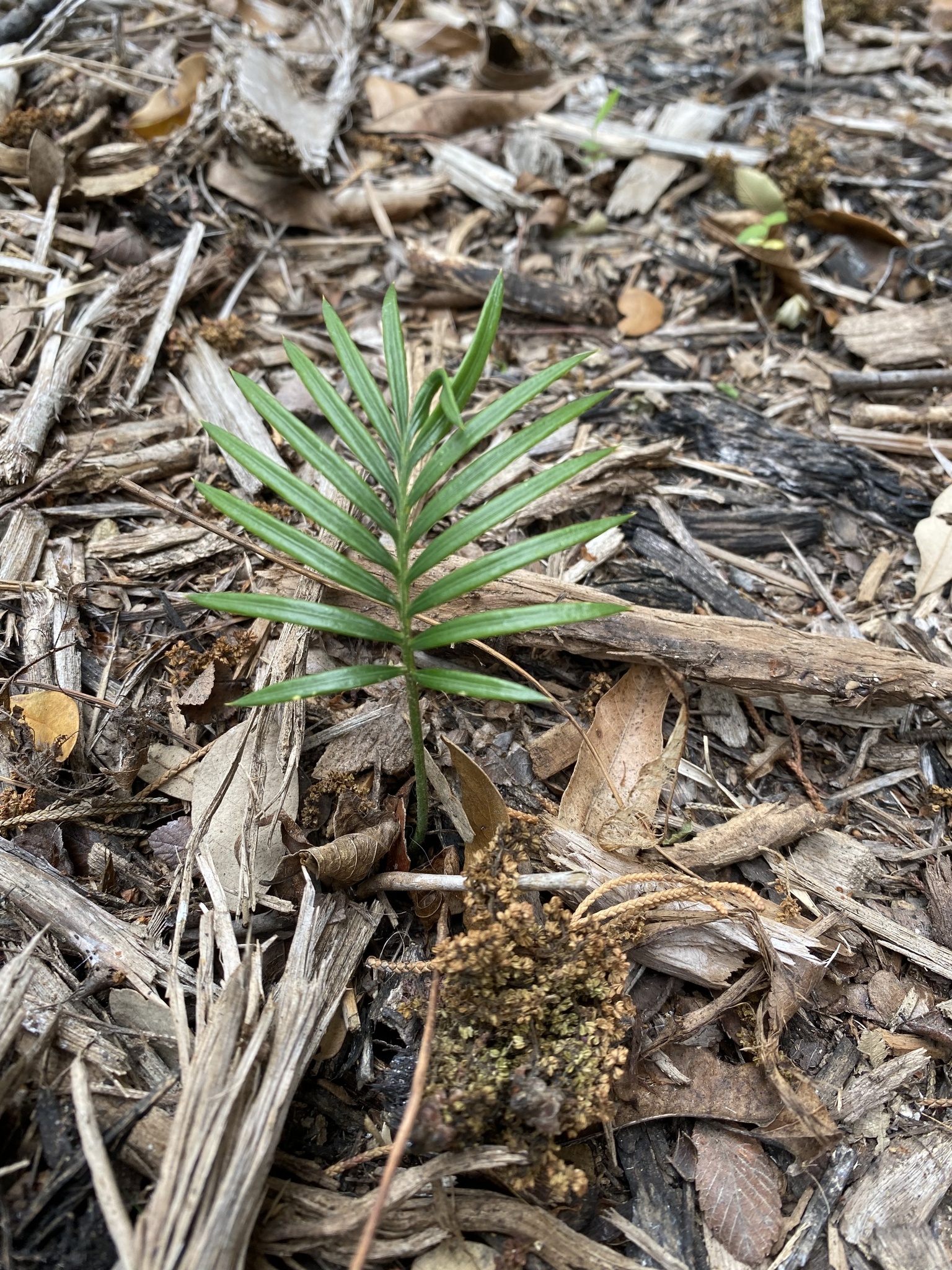 Cycas revoluta Thunb.