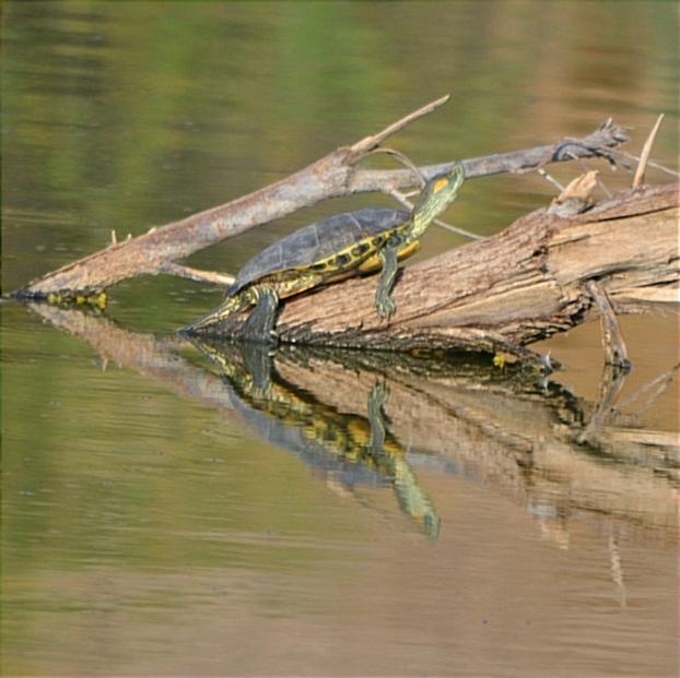 Trachemys gaigeae (Hartweg, 1939)