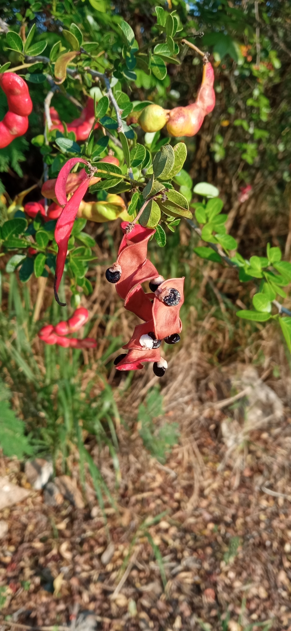 Pithecellobium unguis-cati (L.) Benth.