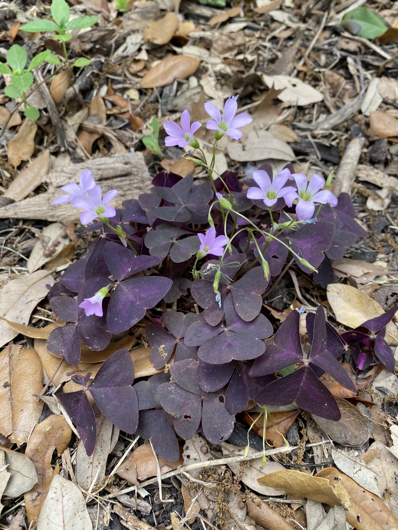 Oxalis triangularis A.St.-Hil.