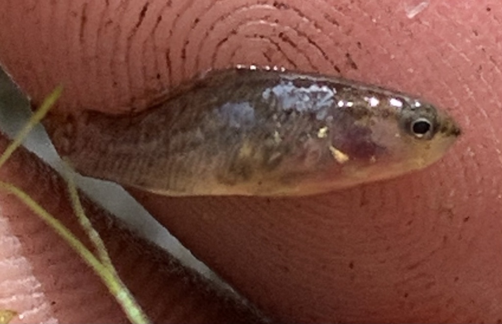 Everglades Pygmy Sunfish in April 2023 by Nikhil Reddy · iNaturalist