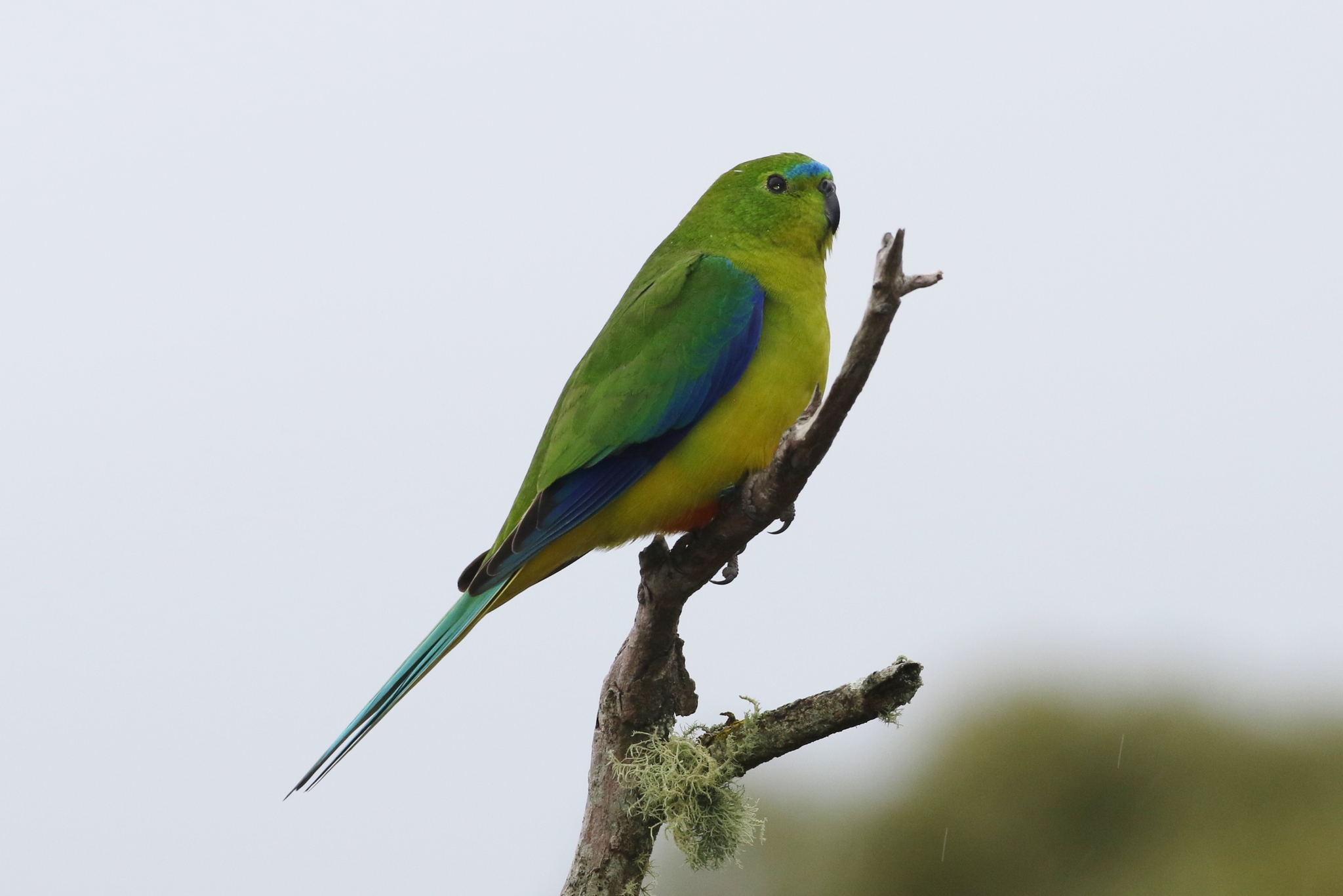 Neophema chrysogaster (Latham, 1790)