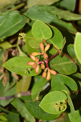 Guapira pernambucensis · iNaturalist