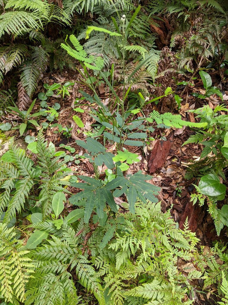 dicots from Lamington, Beaudesert - Pt B, Queensland, Australia on ...