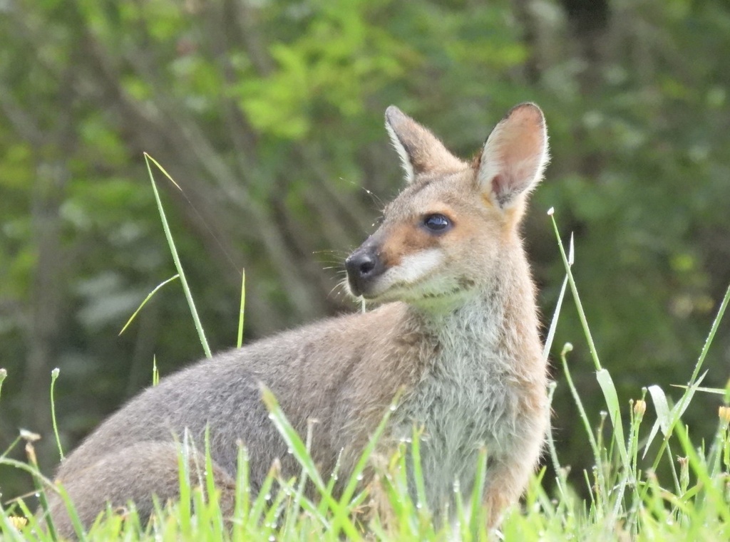 Mainland Red-necked Wallaby (Notamacropus rufogriseus banksianus ...