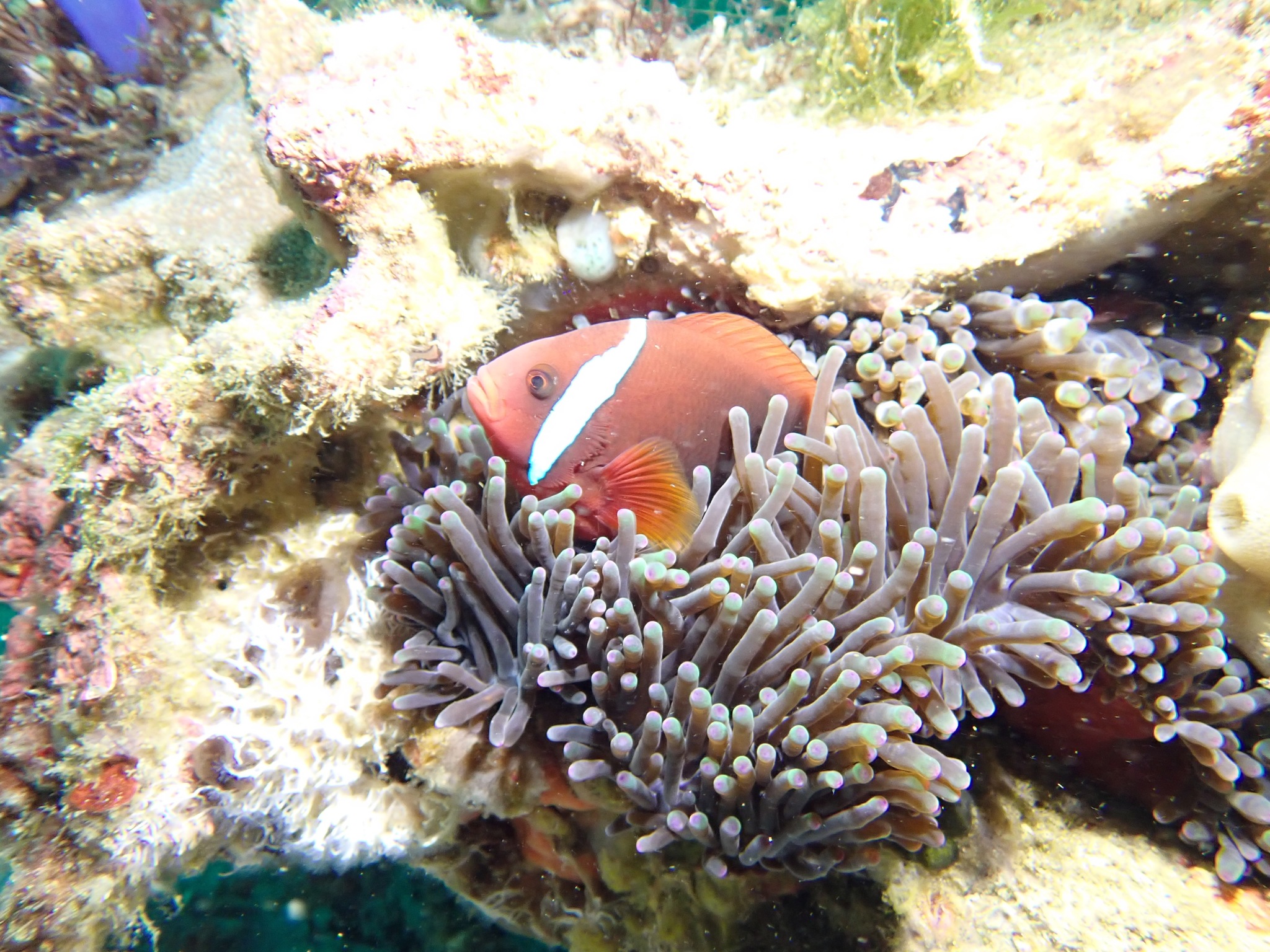 Amphiprion frenatus Brevoort, 1856