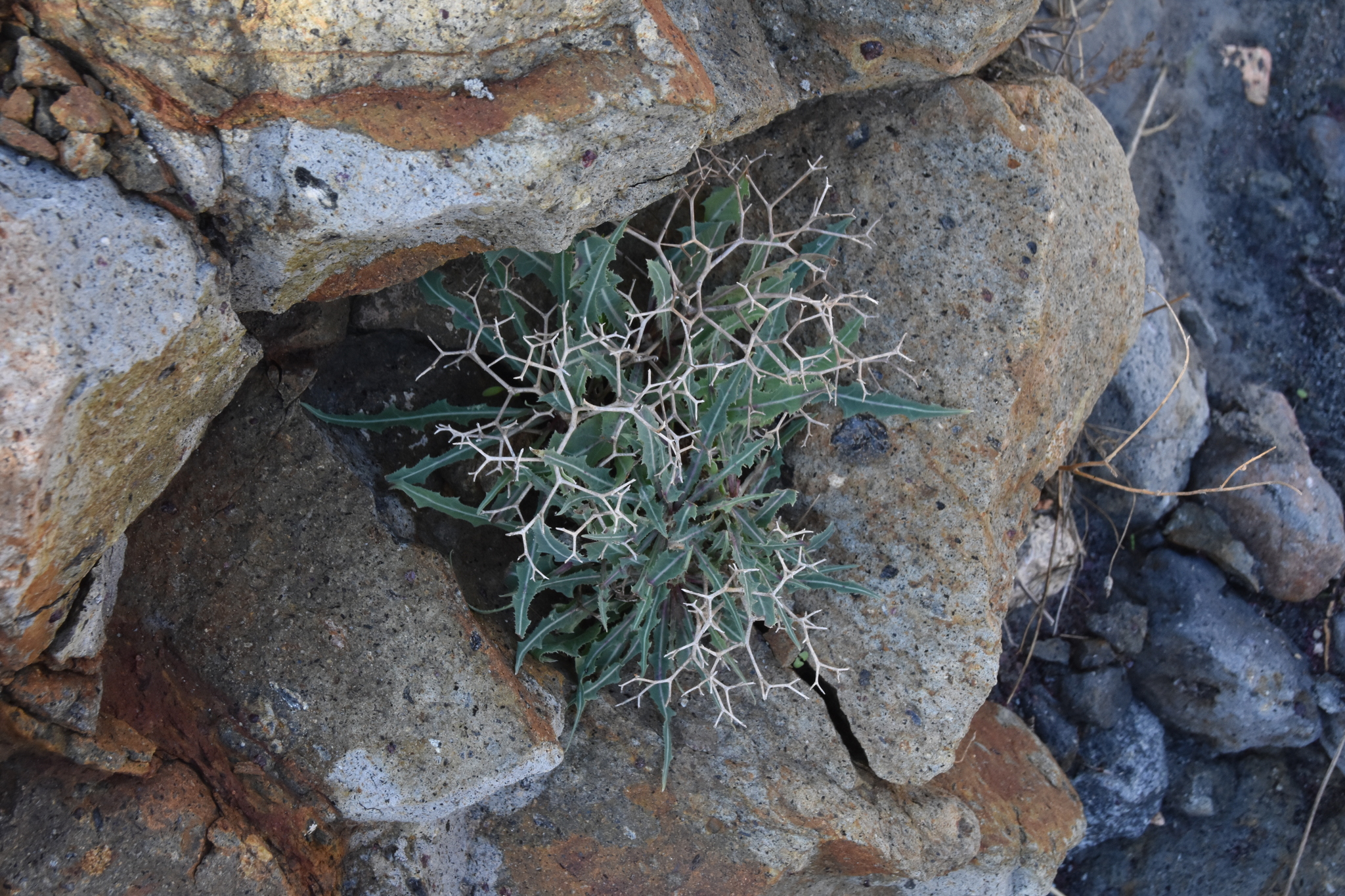 Launaea lanifera Pau