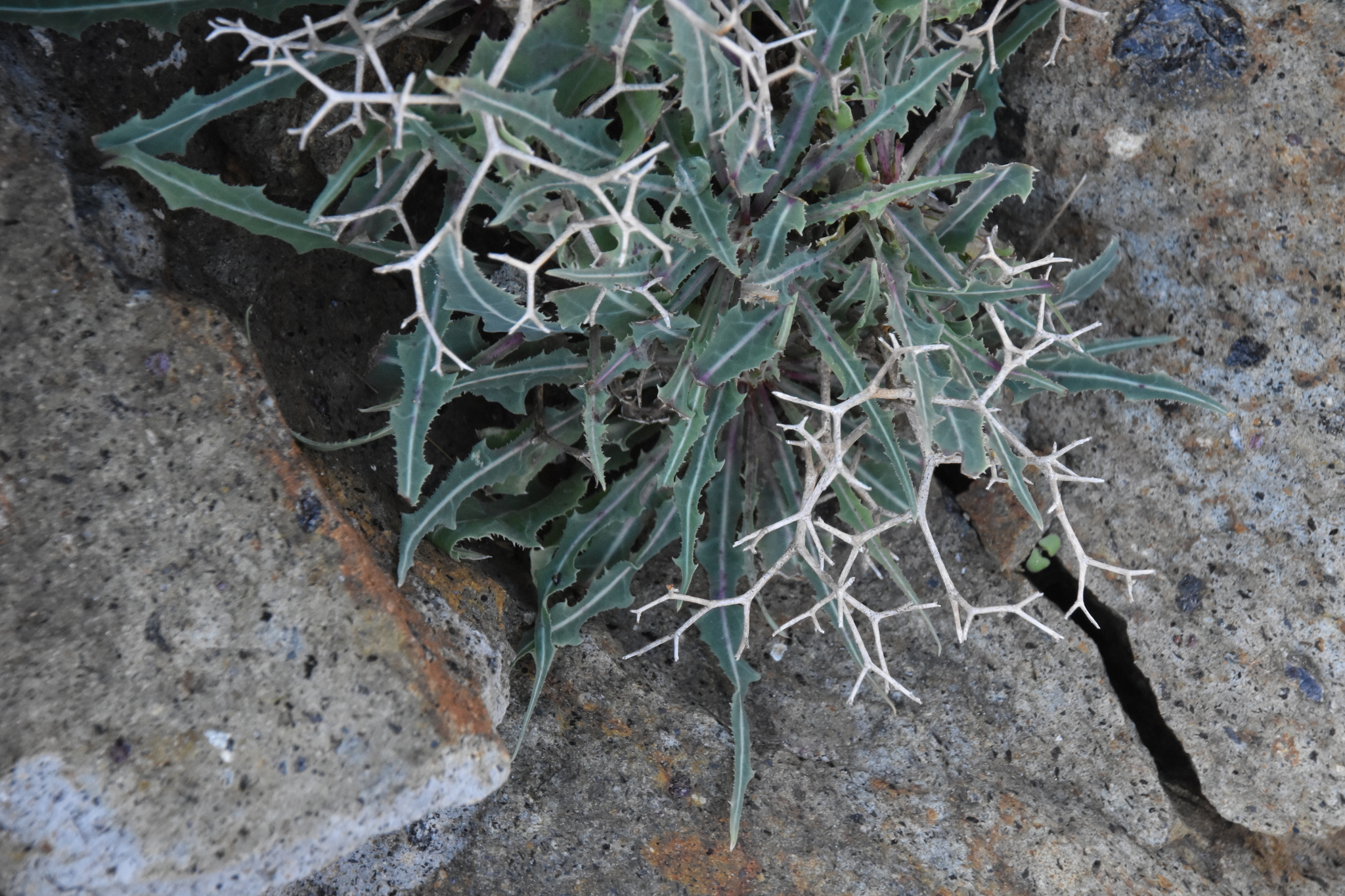 Launaea lanifera Pau