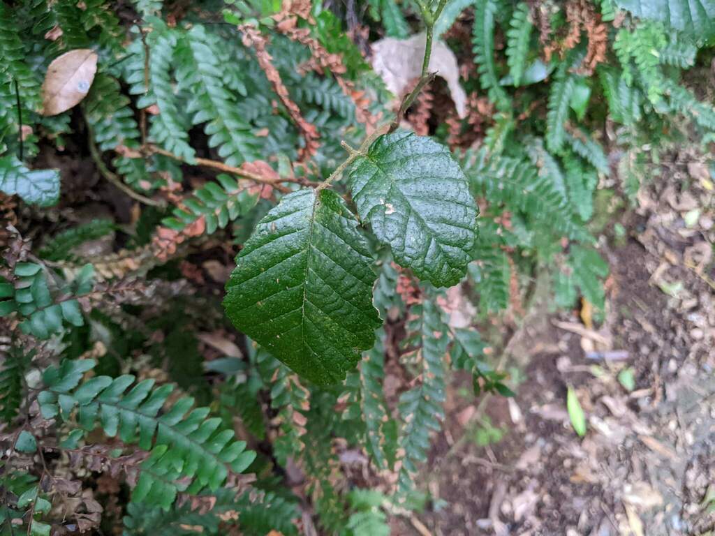 dicots from Lamington, Beaudesert - Pt B, Queensland, Australia on ...