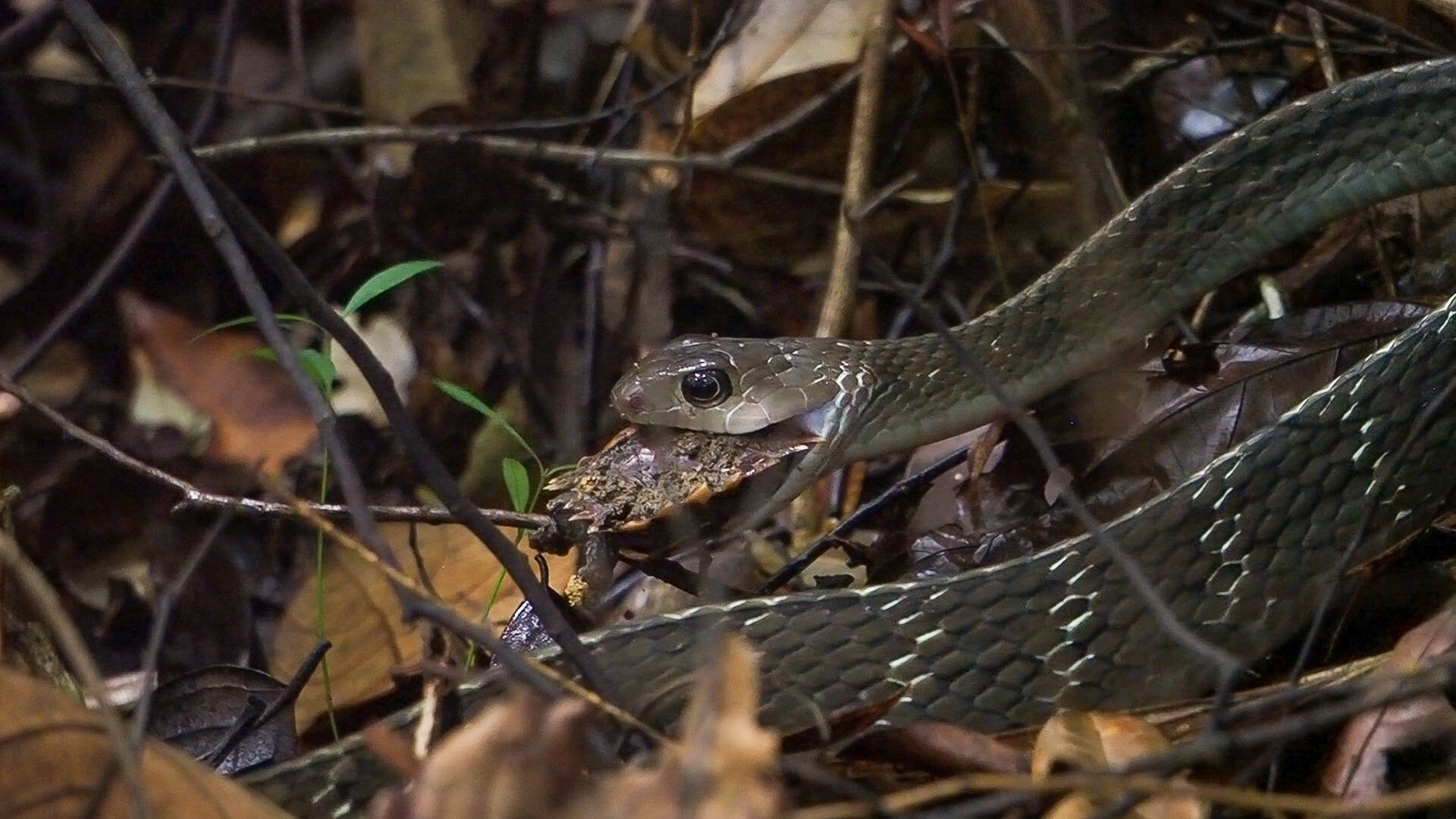 Ptyas carinata (Günther, 1858)