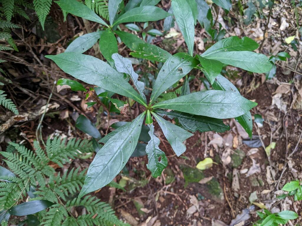 dicots from O'Reilly QLD 4275, Australia on April 1, 2023 at 12:03 PM ...