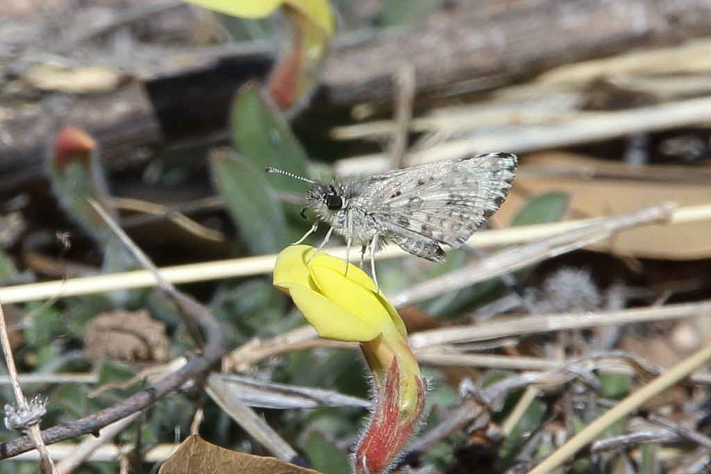 Desert Checkered-Skipper from Sierra Vista Southeast, AZ, USA on April ...