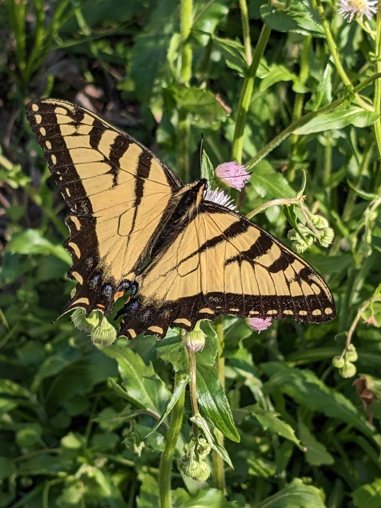 Eastern Tiger Swallowtail from Starkville, MS 39759, USA on April 1 ...