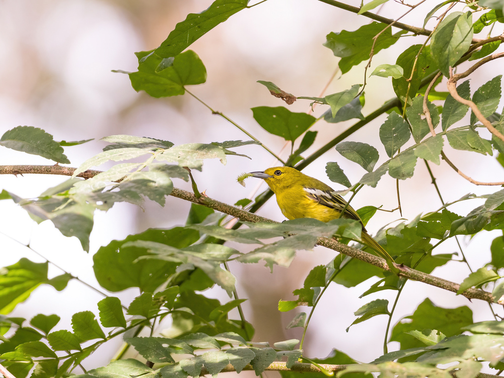 Common Iora from Buleleng Regency, Bali, Indonesia on July 4, 2022 at ...