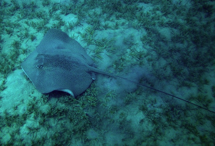 Whiprays in November 2009 by Stefano Tito · iNaturalist