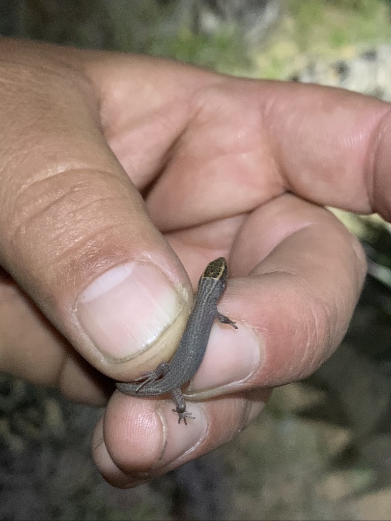 Baja California Night Lizard from Ensenada, Baja California, Mexico on ...