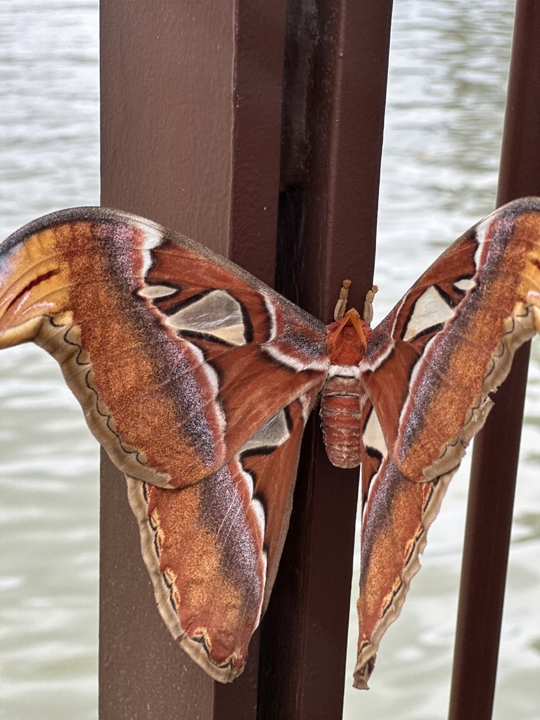 Atlas Moth from Sungei Buloh Besar, SG on April 1, 2023 at 10:15 AM by ...