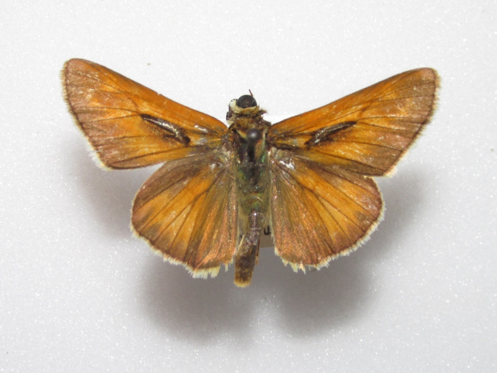 Ottoe Skipper in June 1998 by Mathew L. Brust · iNaturalist