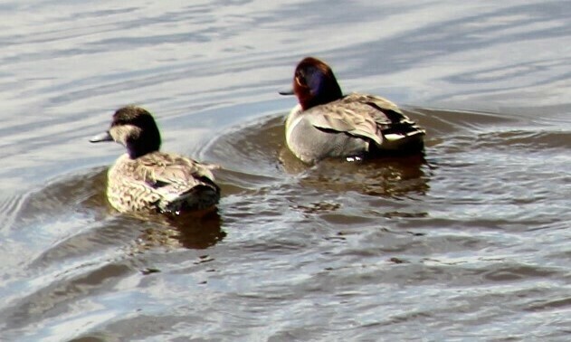 Green-winged Teal from Mission Bay, San Diego, CA, USA on March 31 ...