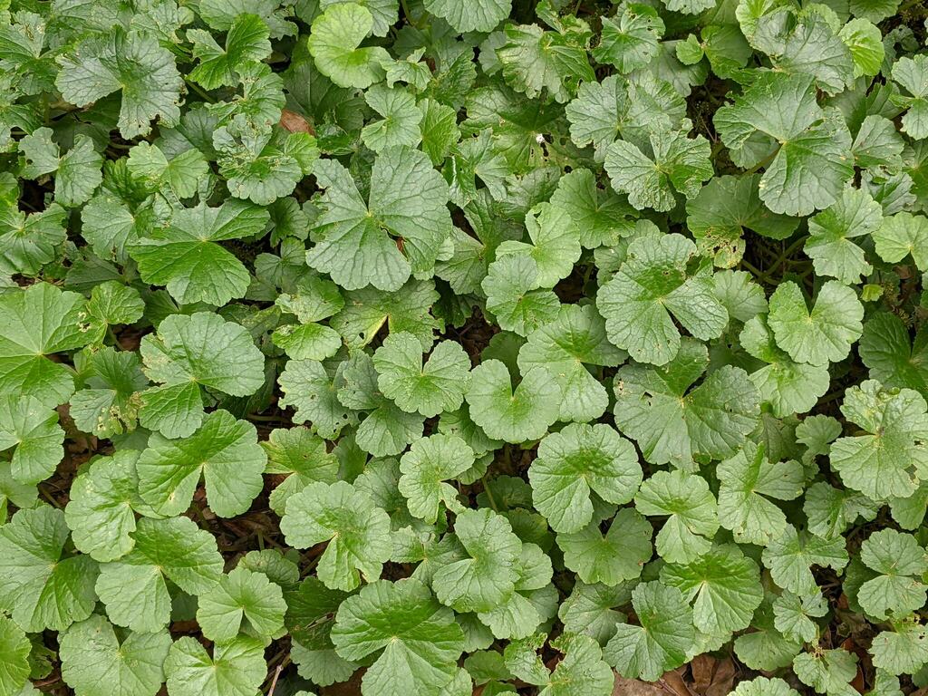 large pennywort from O'Reilly QLD 4275, Australia on April 1, 2023 at ...