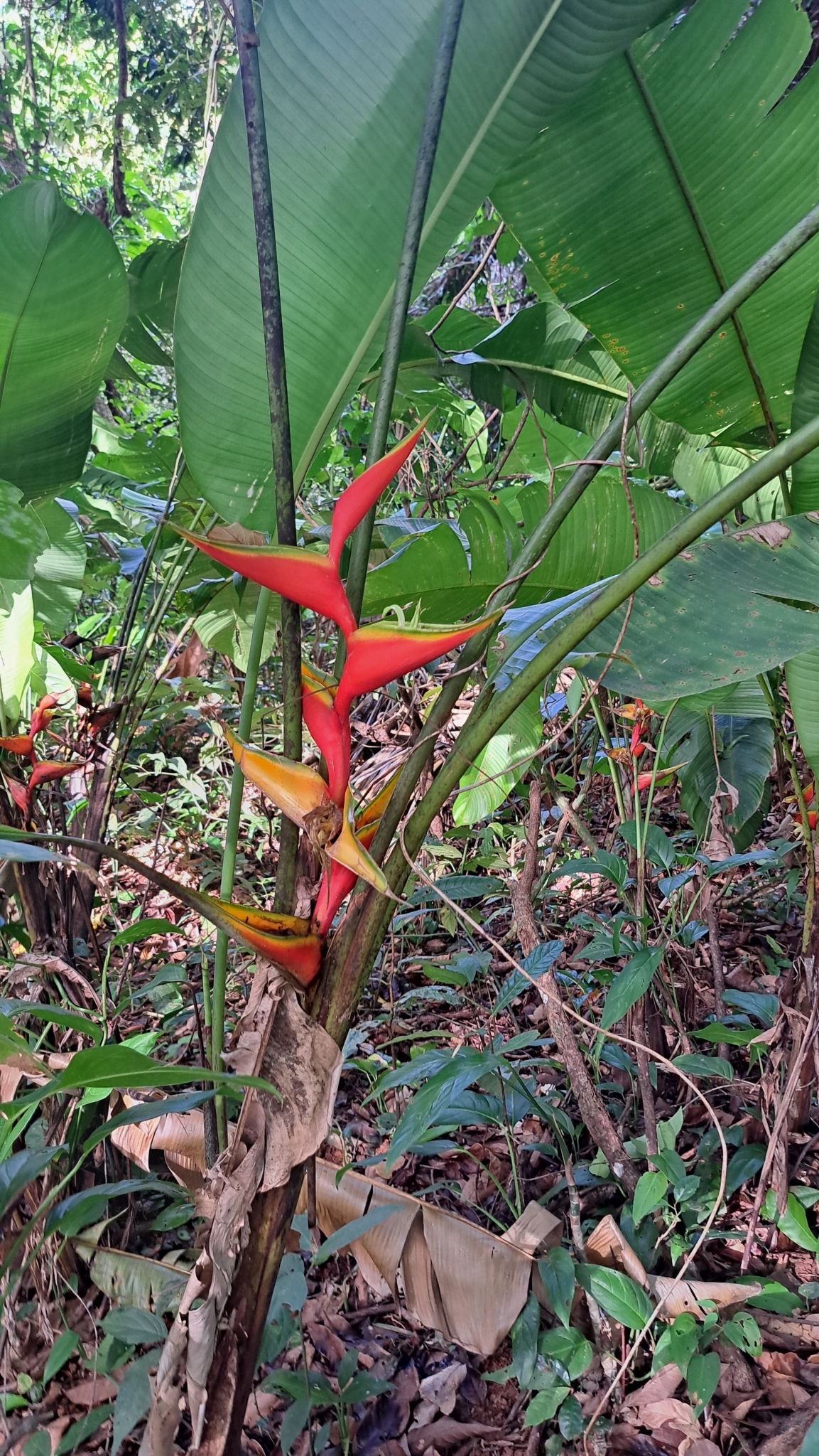 Heliconia bihai (L.) L.