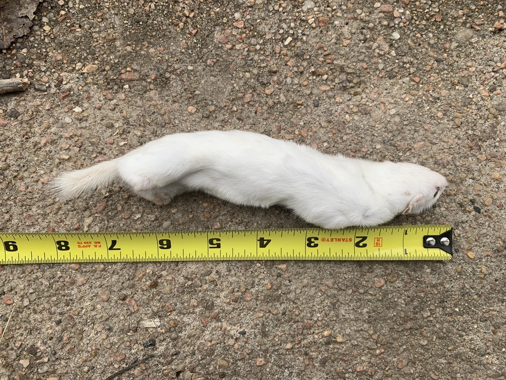 Least Weasel from Kearney County, NE, USA on December 14, 2019 at 07:05 ...