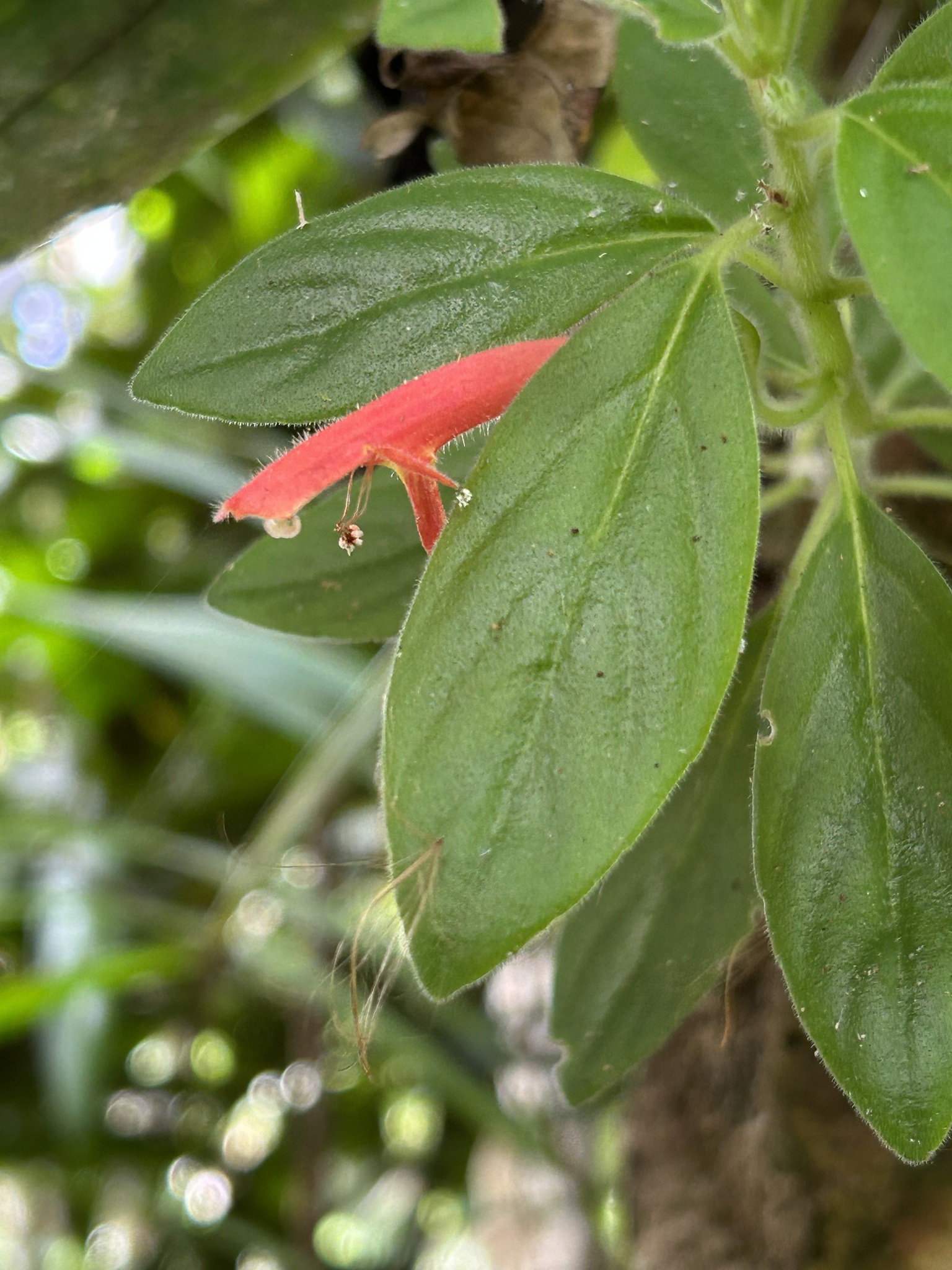 Columnea scandens L.