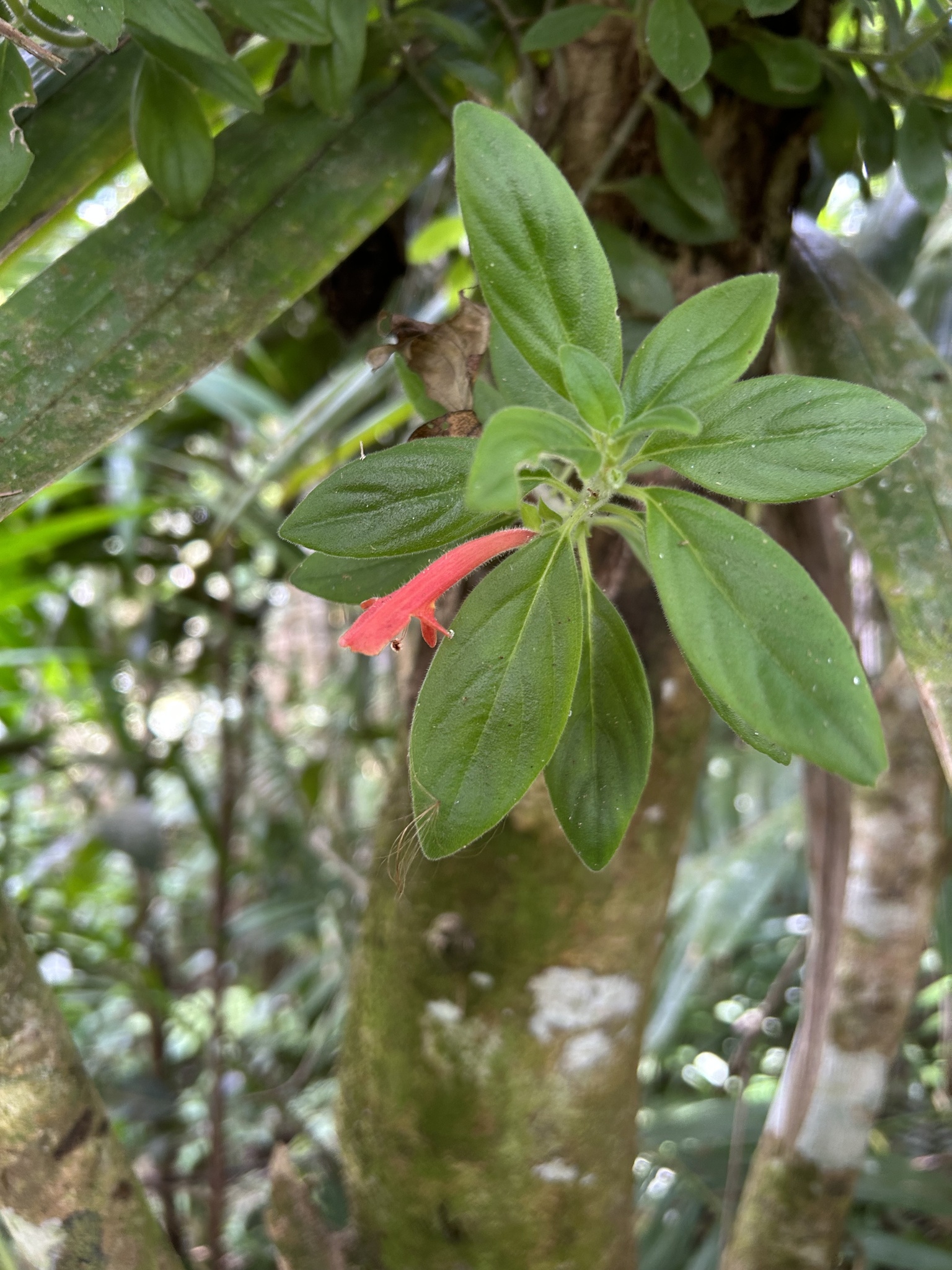 Columnea scandens L.