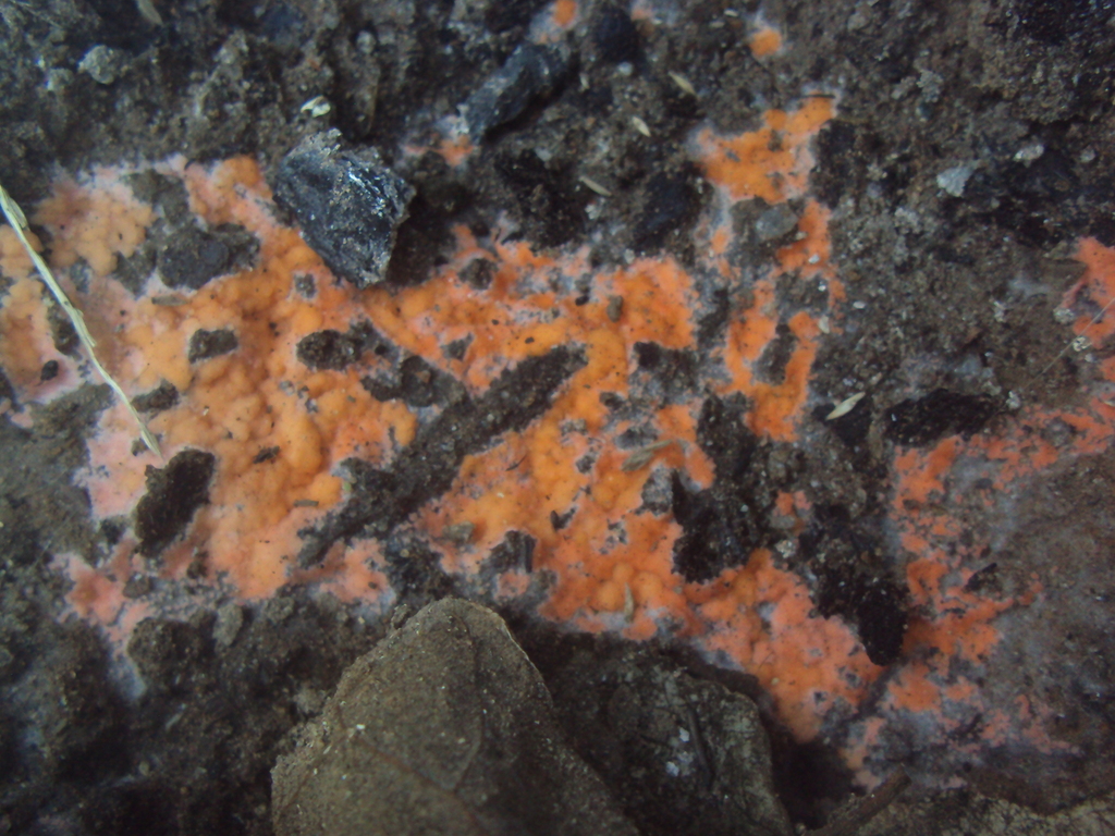 Pyronema omphalodes from González Moreno, Provincia de Buenos Aires ...