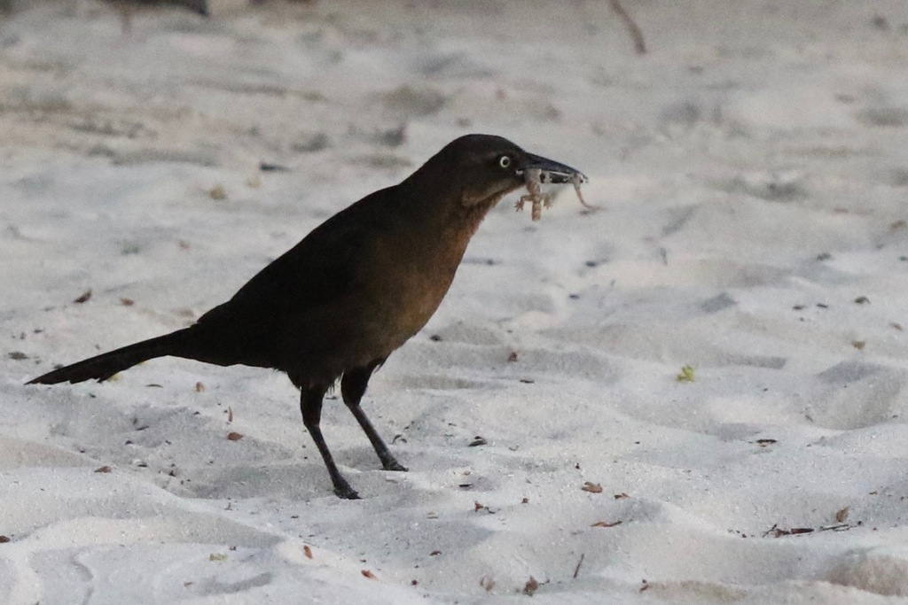 Great-tailed Grackle from San Pedro, Belize on 24 March, 2023 at 07:55 ...