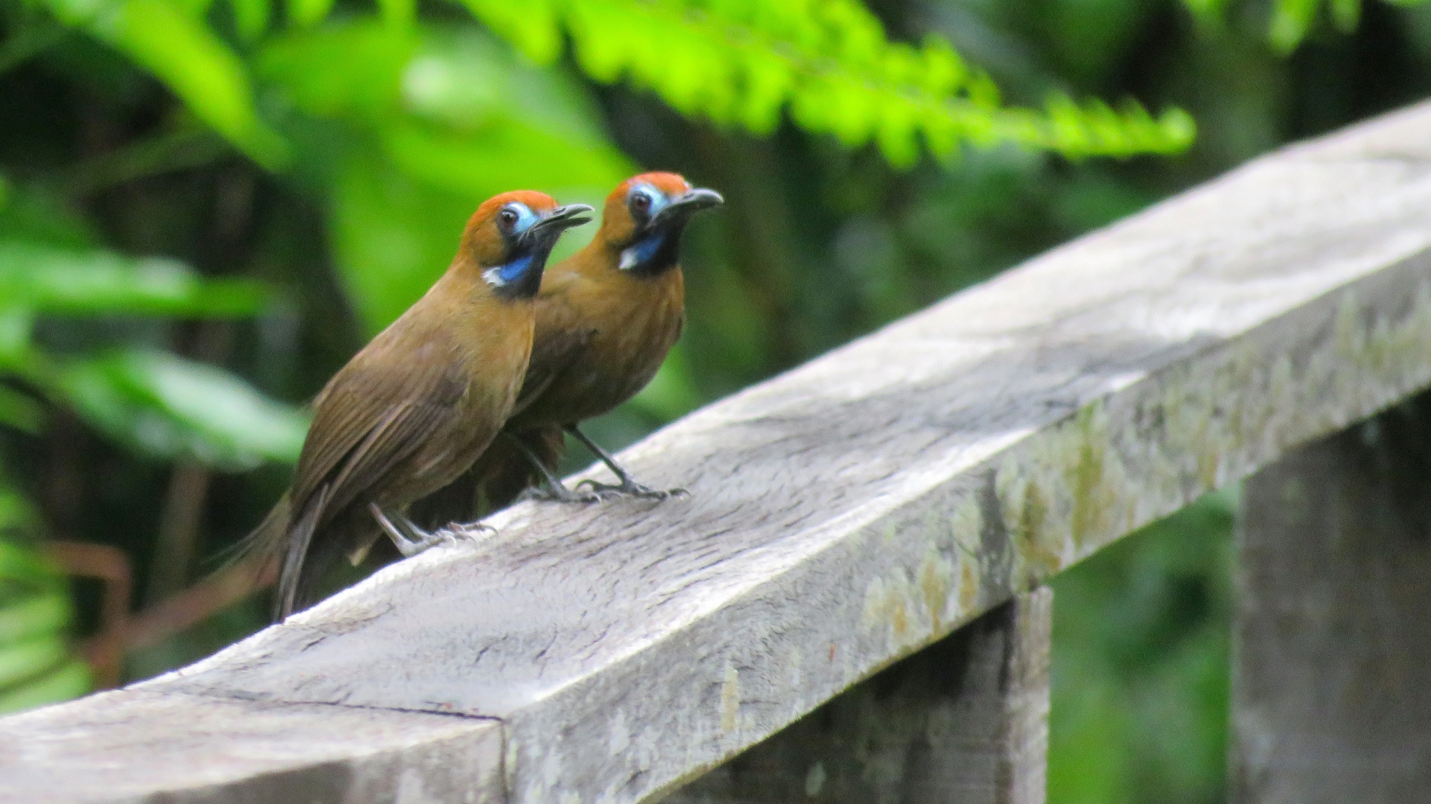 Macronus ptilosus Jardine & Selby, 1835