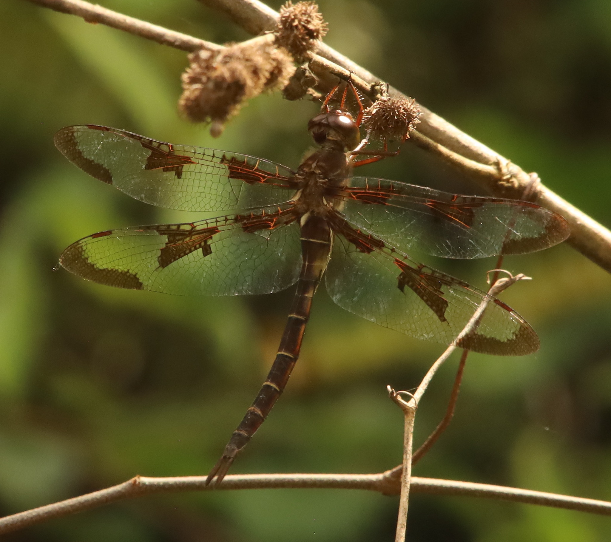 Epitheca princeps Hagen, 1861