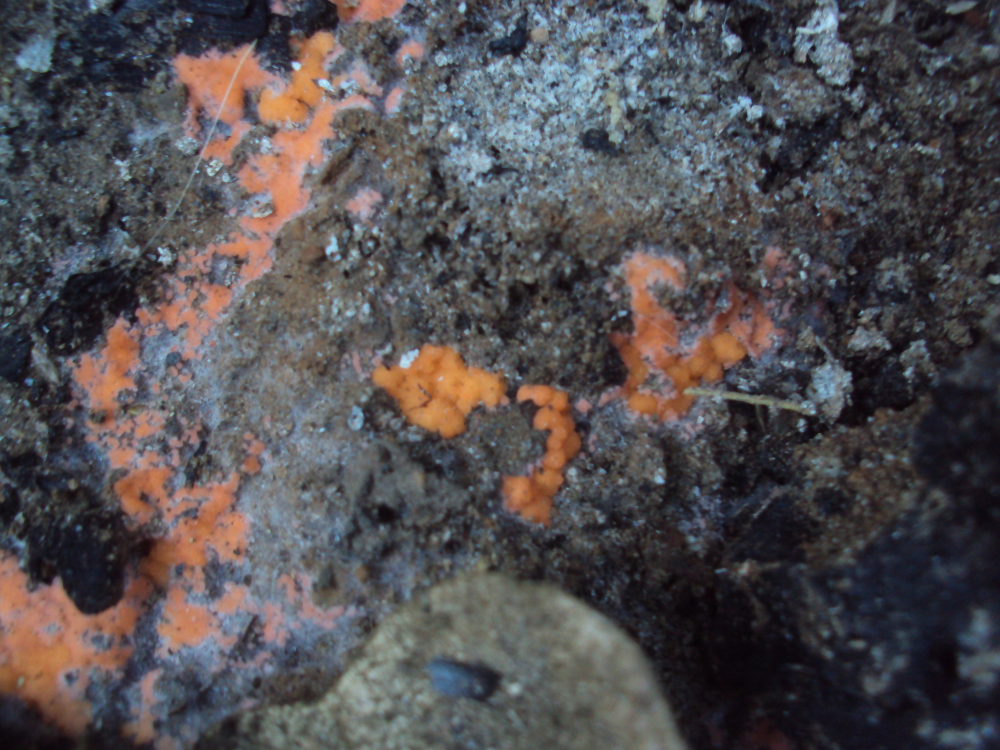 Pyronema Carus, 1834