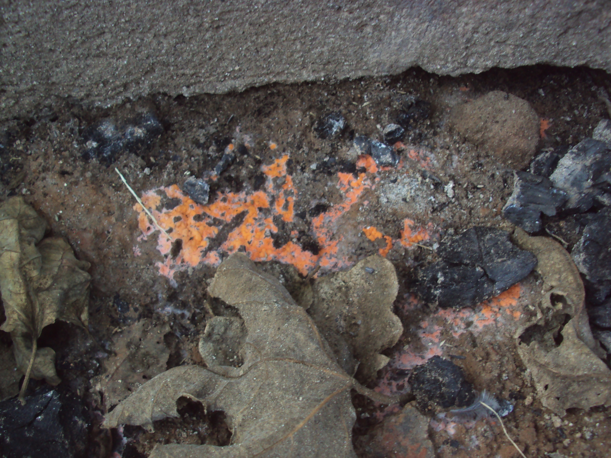 Pyronema Carus, 1834