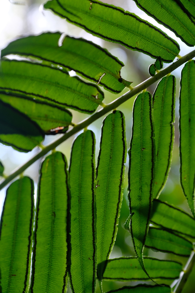 Pitted Potato Fern from N Masoala FL; Madagascar on October 2, 2018 at ...