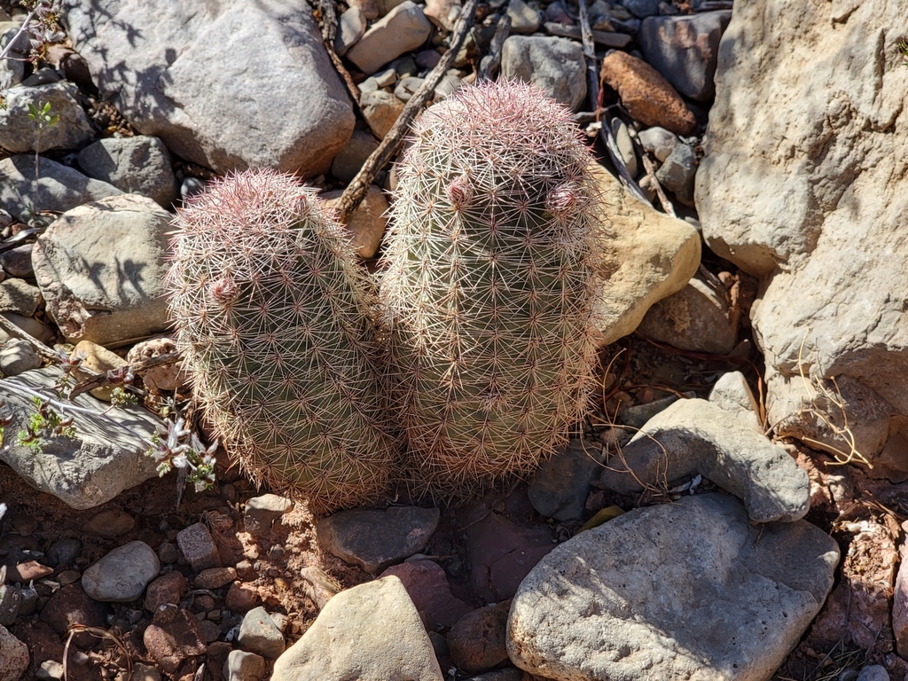 New Mexico Rainbow Cactus from Otero County, US-NM, US on April 01 ...